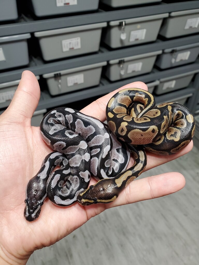 Season moving right along - Ball Pythons - MorphMarket Reptile Community