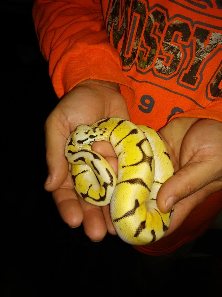 Show your spider ball pythons - Ball Pythons - MorphMarket Reptile ...