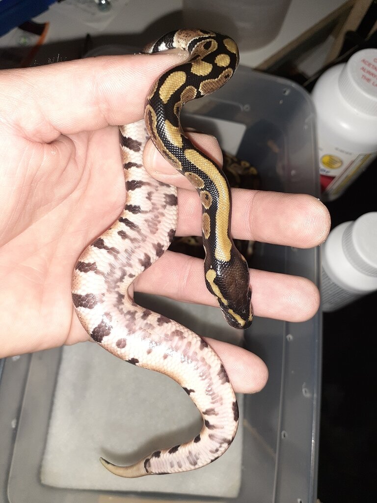 Does anyone work with Alloy? - Ball Pythons - MorphMarket Reptile Community