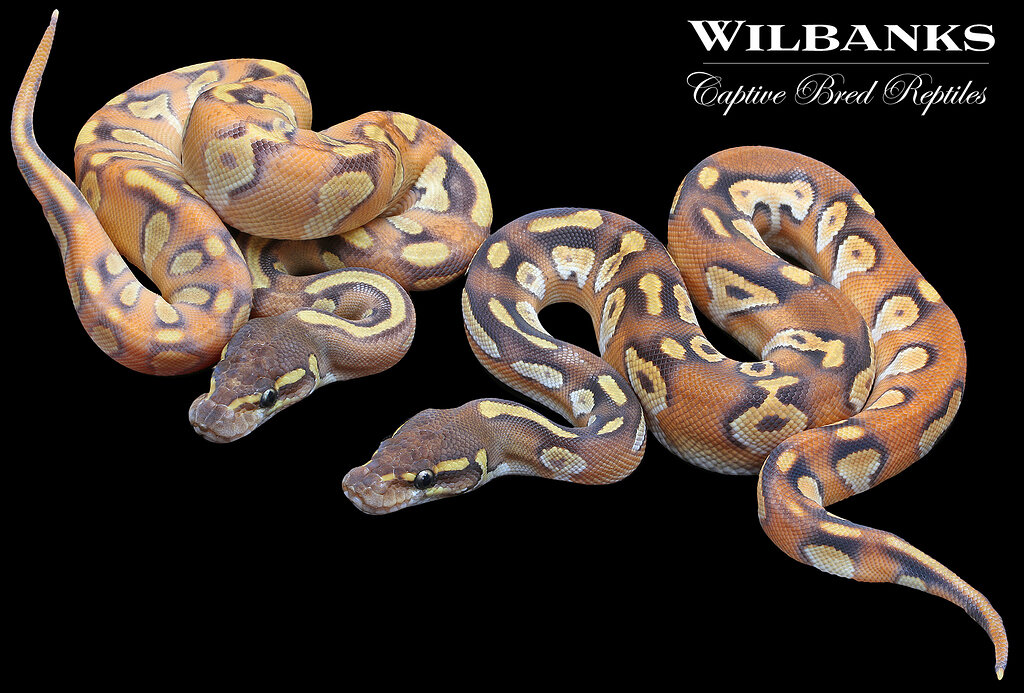 A Couple of New Creations - Ball Pythons - MorphMarket Reptile Community