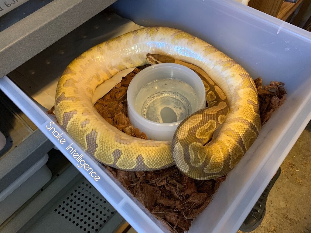 Upside down, boy you turn me 🎶 - Ball Pythons - MorphMarket Reptile ...