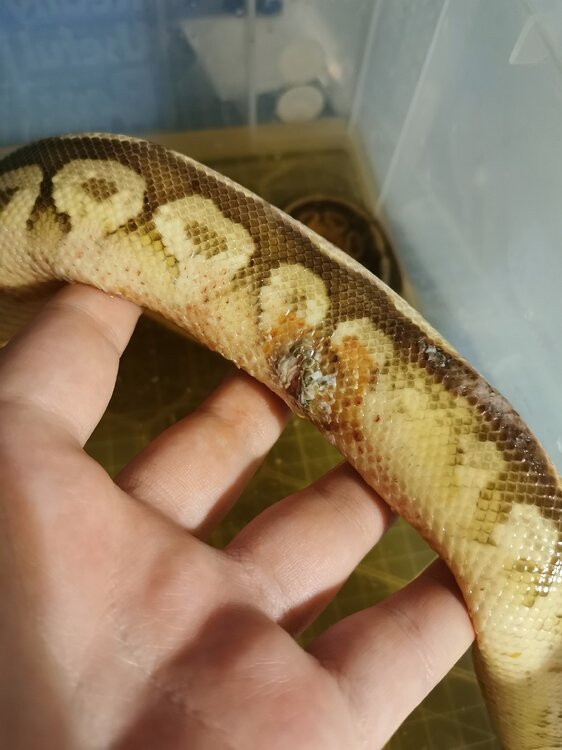 Burn Injury Progress! - #10 by herpjay - Ball Pythons - MorphMarket ...