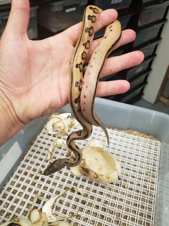 Crazy looking hatchlings - Reticulated Pythons - MorphMarket Reptile ...