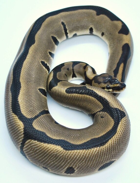 Let's see your Blades - Ball Pythons - MorphMarket Reptile Community