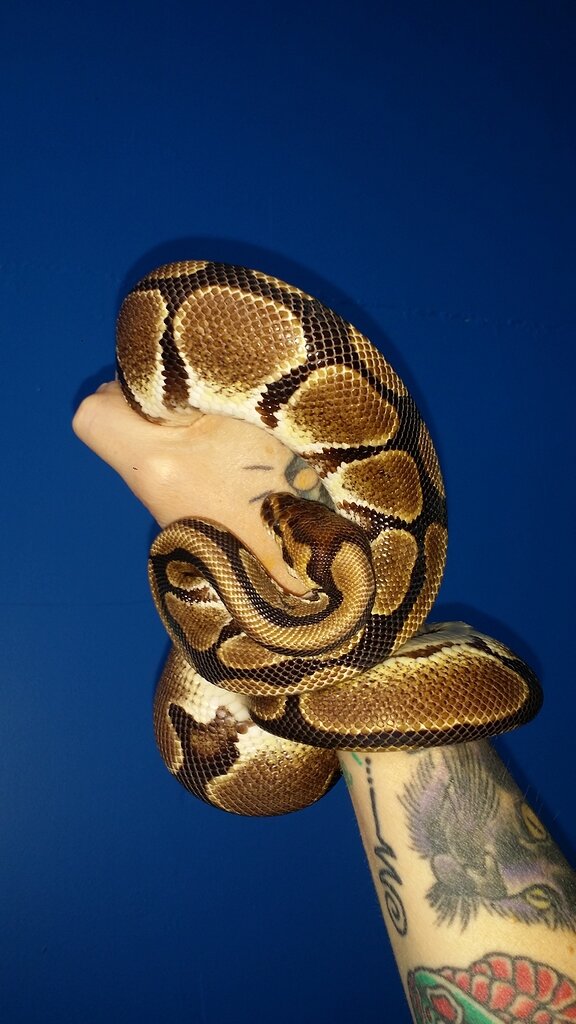 Stunted growth in ball pythons? - Ball Pythons - MorphMarket Reptile ...