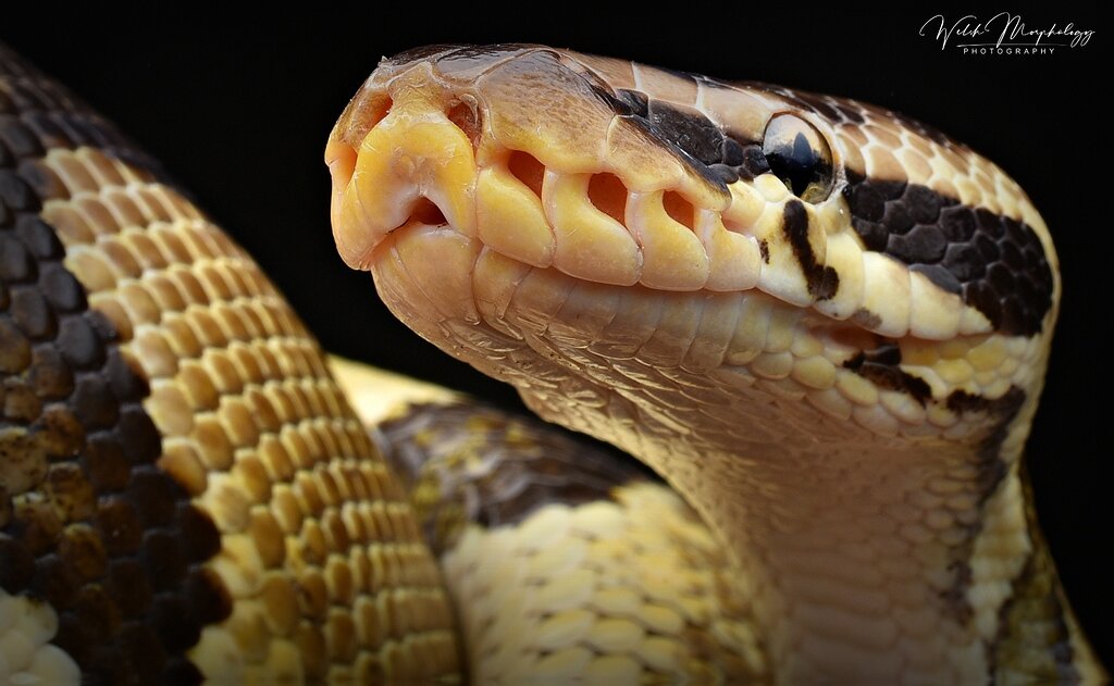 Pastel poser - Ball Pythons - MorphMarket Reptile Community