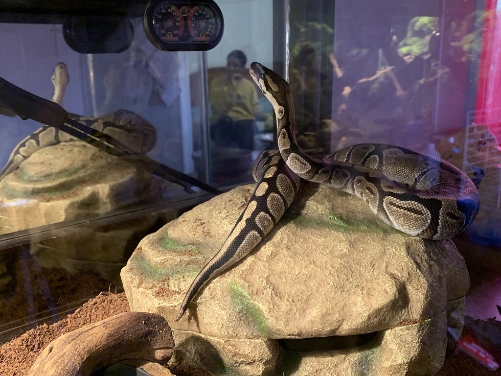 Ball Python Type - Ball Pythons - MorphMarket Reptile Community