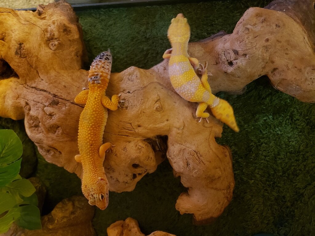 Leo Morph ID - Leopard Geckos - MorphMarket Reptile Community