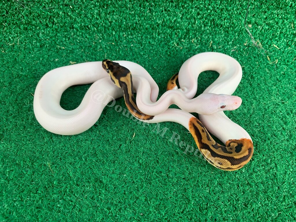 Leopard and Lesser Pieds - Ball Pythons - MorphMarket Reptile Community