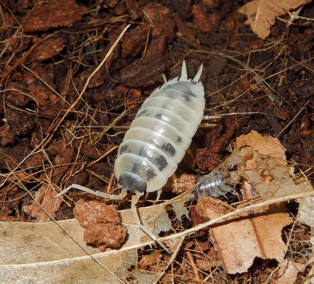 Show off your Isopods! - Isopods - MorphMarket Reptile Community