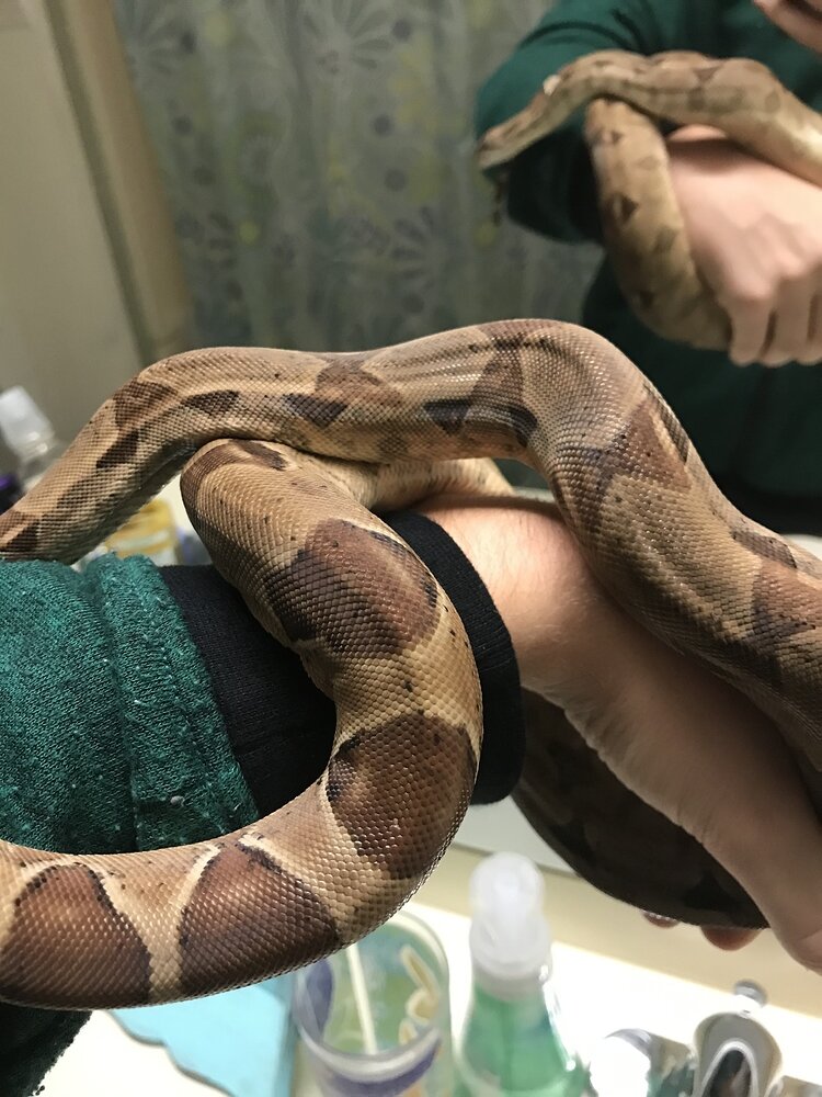 What to do with bad purchased snakes? - Ball Pythons - MorphMarket ...