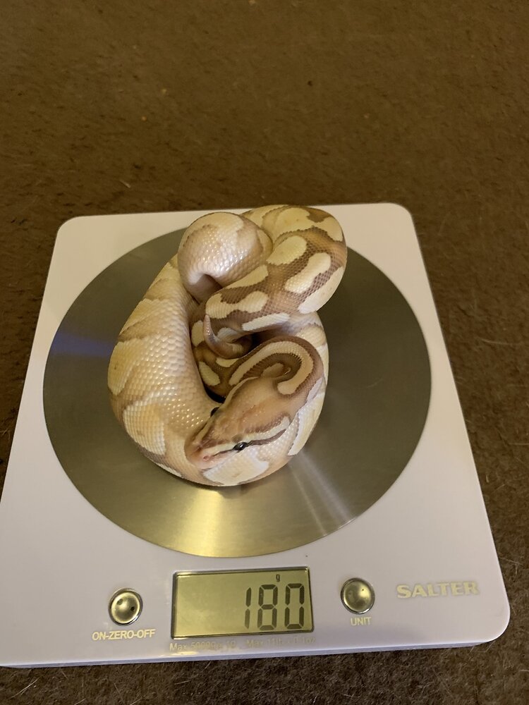 Weights age? - Ball Pythons - MorphMarket Reptile Community