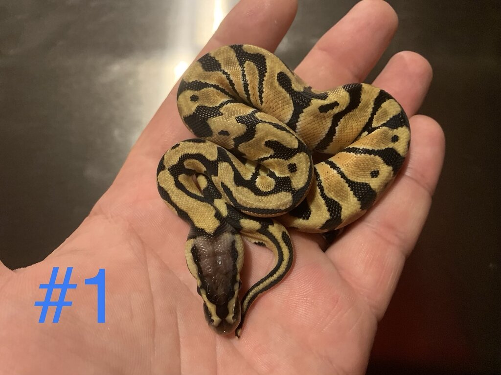 Help with a few ID’s please - Ball Pythons - MorphMarket Reptile Community