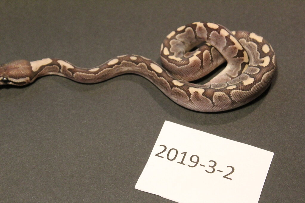 Bamboo x Ghi Identification - Ball Pythons - MorphMarket Reptile Community