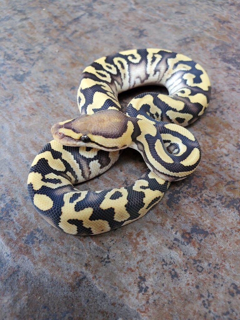 First clutch of the season - Ball Pythons - MorphMarket Reptile Community