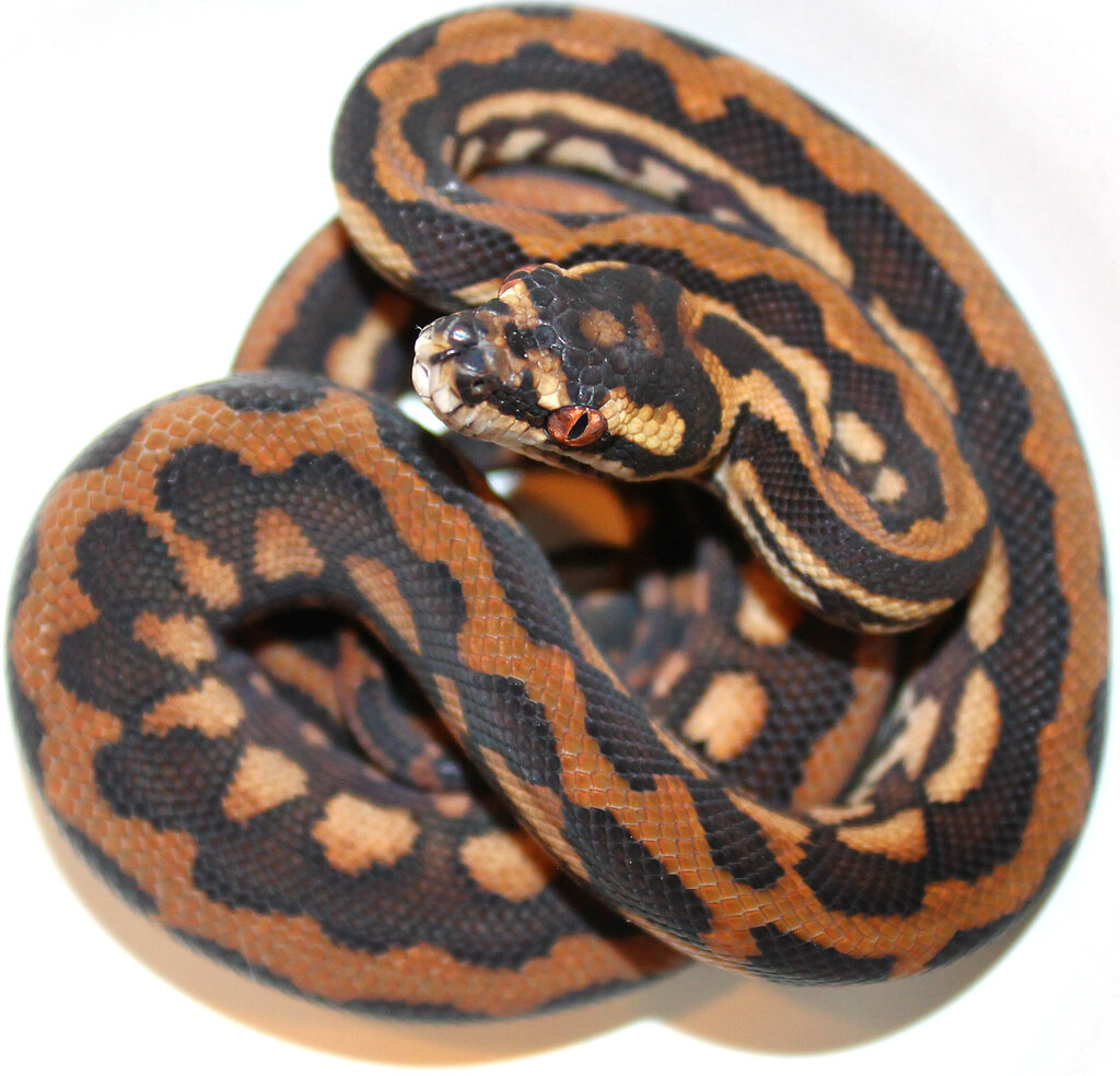 Jungle python color change - Carpet Pythons - MorphMarket Reptile Community