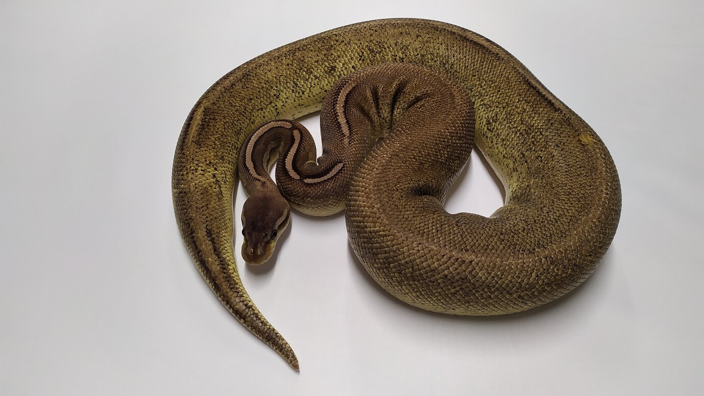 Welcome to the dark side! Show your dark morphs! - Ball Pythons ...