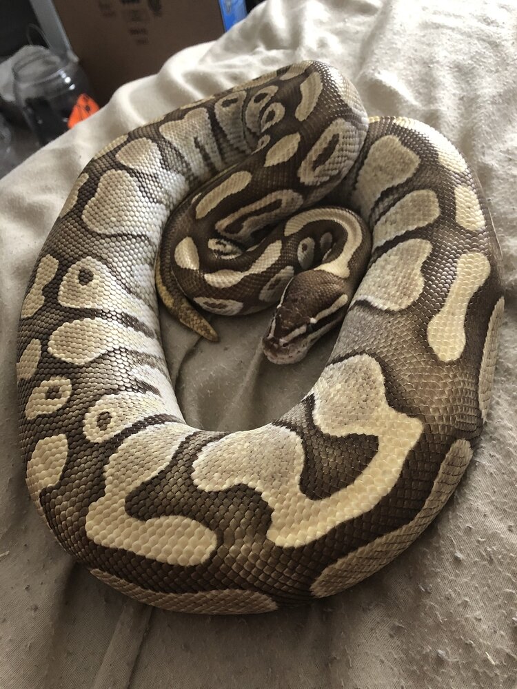 Mandibular Abscess in Ball Python - Ball Pythons - MorphMarket Reptile ...