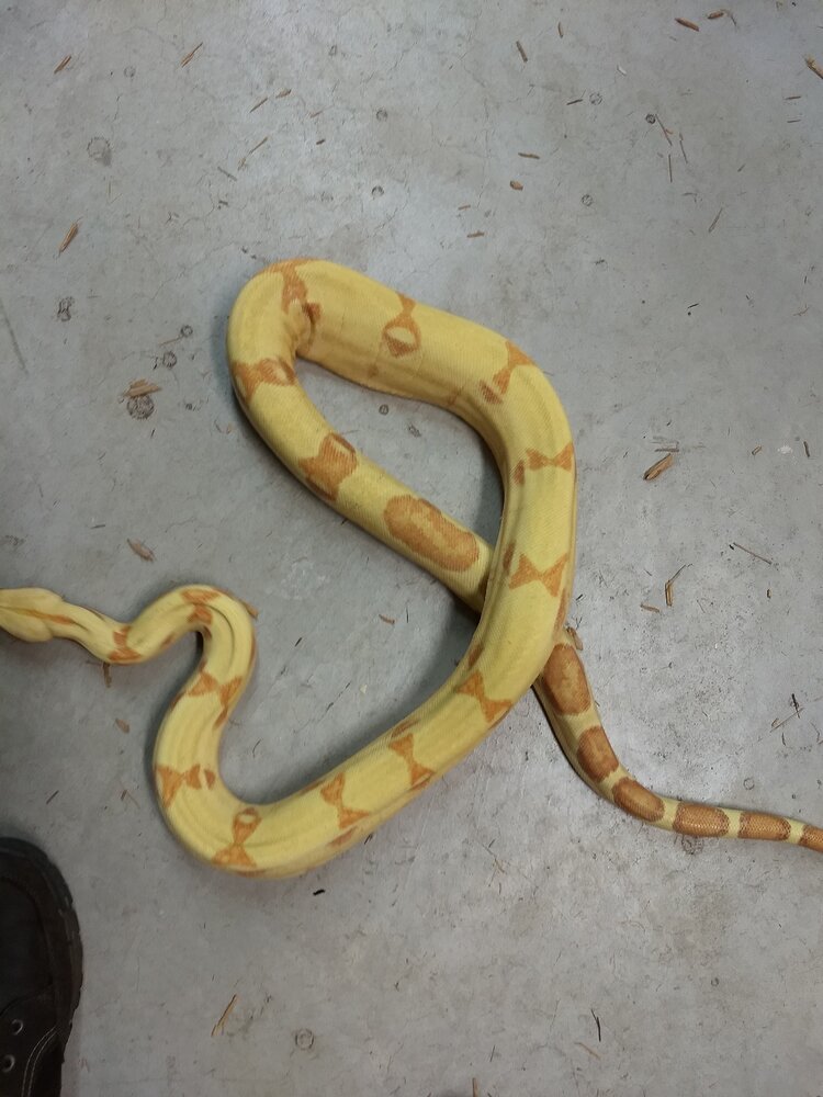 Questions about hybrid snakes - All Reptiles - MorphMarket Reptile ...
