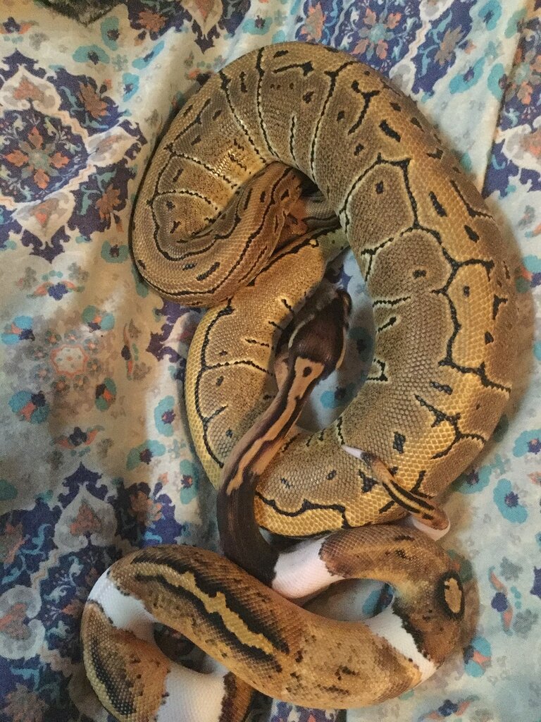 To Shed, Or Not To Shed - Ball Pythons - MorphMarket Reptile Community