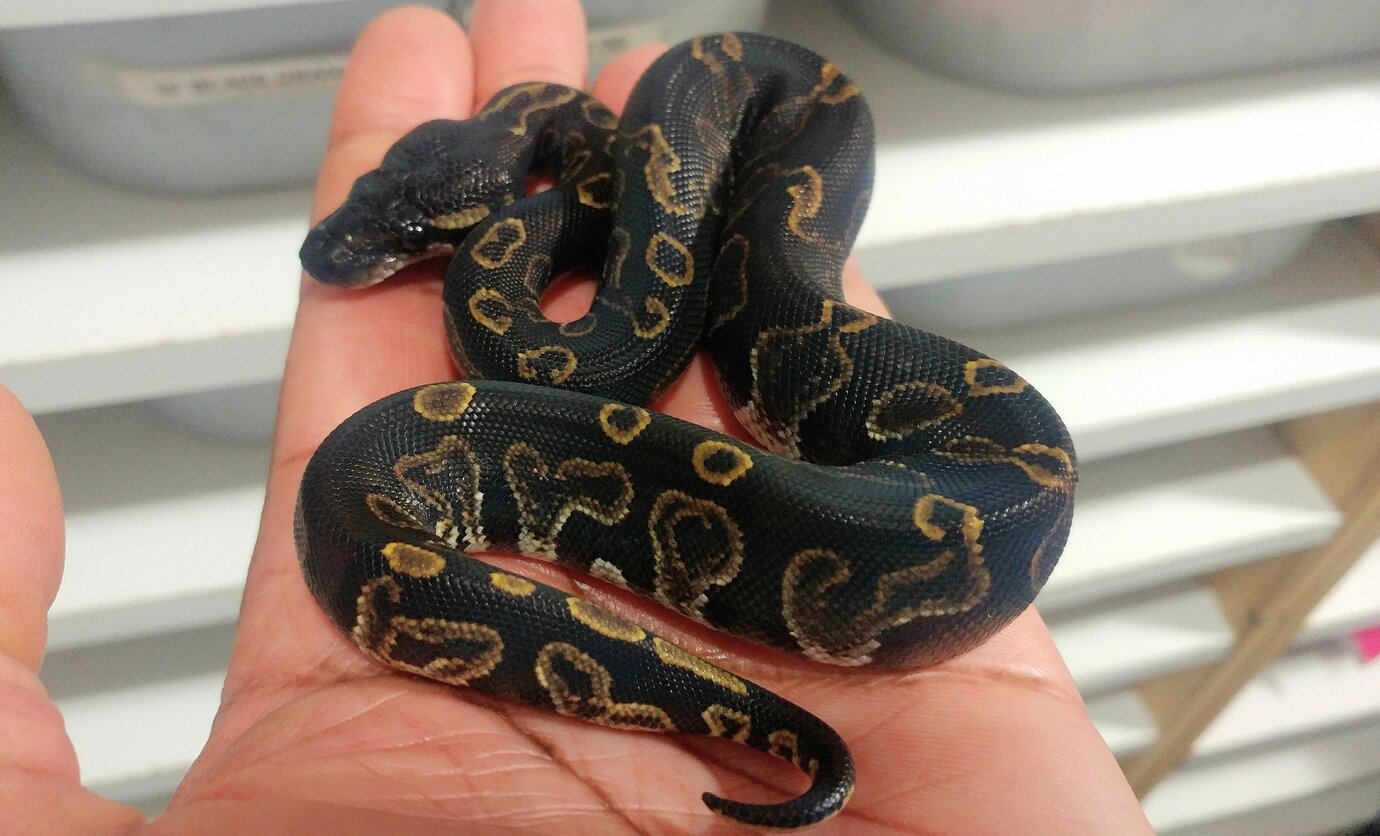 Welcome to the dark side! Show your dark morphs! - Ball Pythons ...