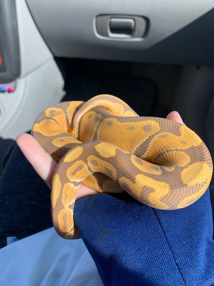 Ultramel Is Awesome - Ball Pythons - MorphMarket Reptile Community