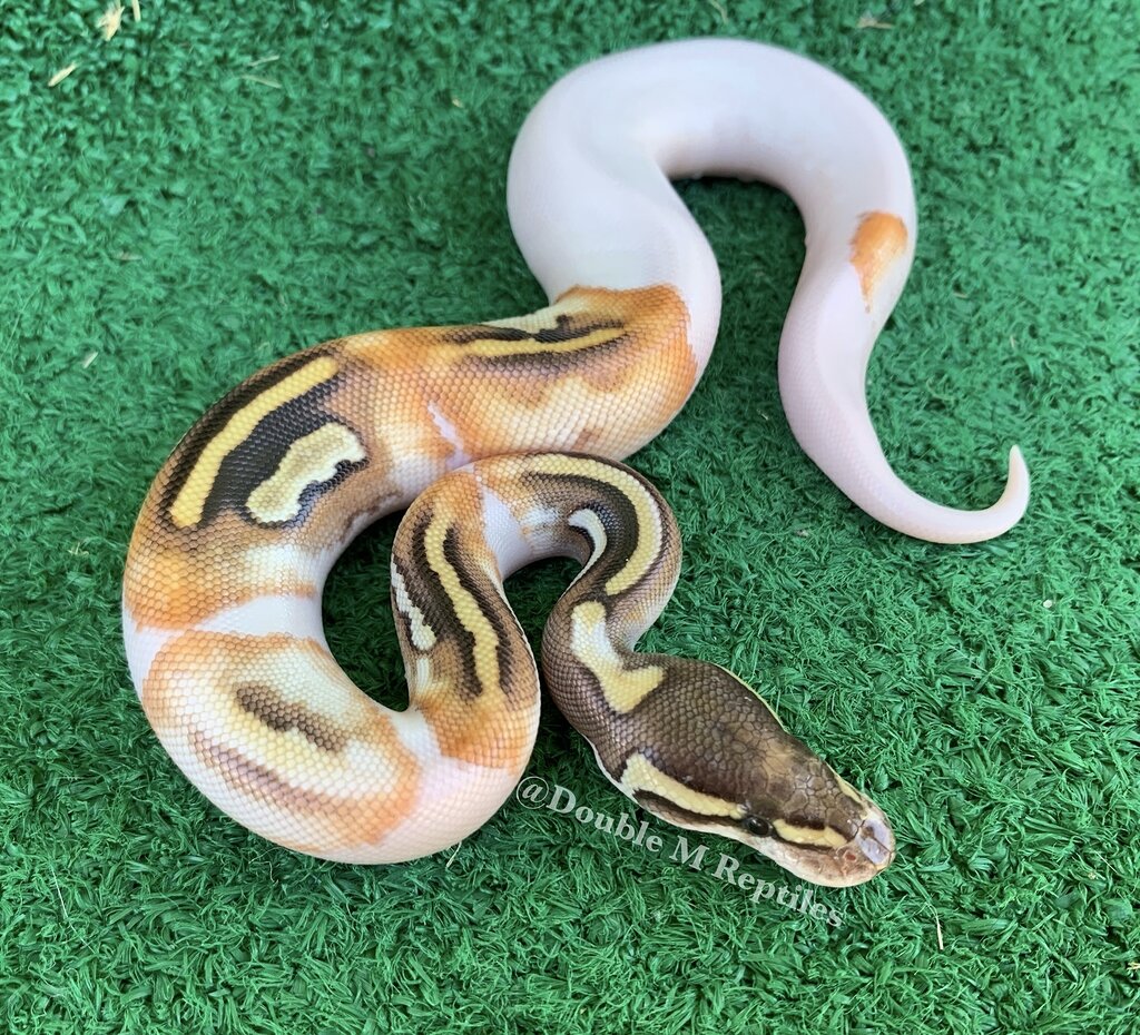 Insane lesser plus pied! - Ball Pythons - MorphMarket Reptile Community