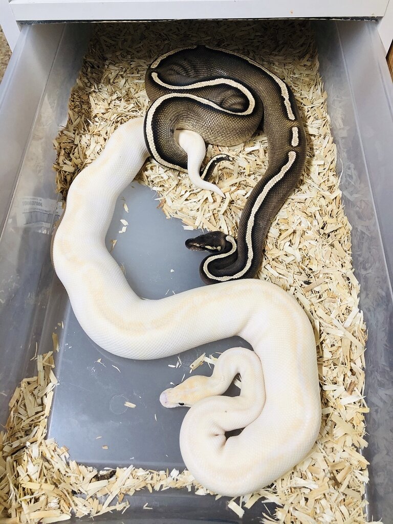 2020 Breeding Season - Ball Pythons - MorphMarket Reptile Community