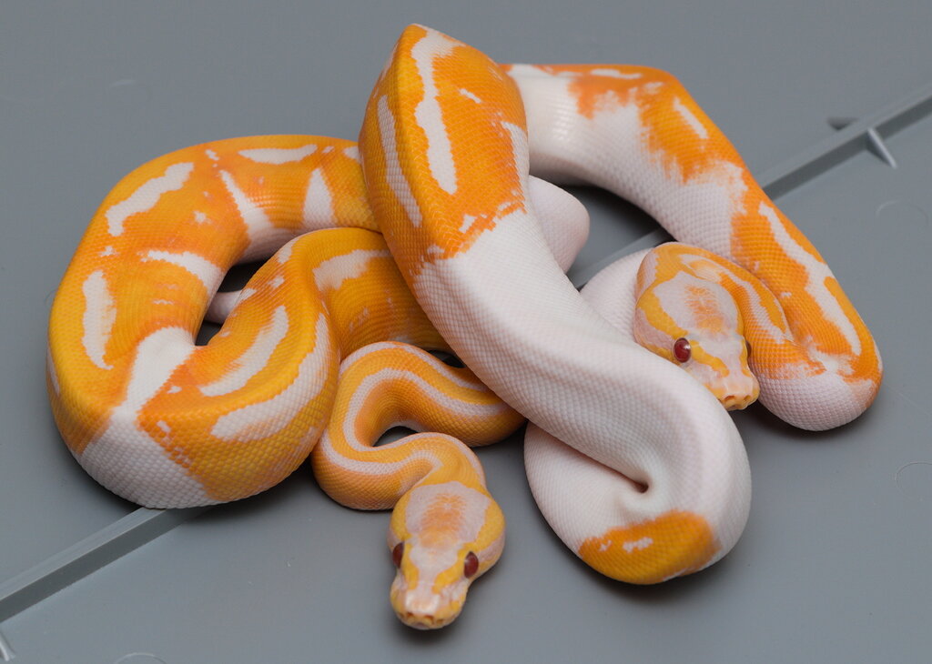 Biological Canvas Ball Python Collection Photos - Ball Pythons ...