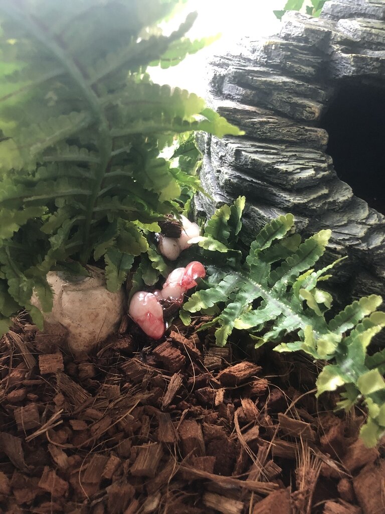 Strange Ball Python poop - Ball Pythons - MorphMarket Reptile Community