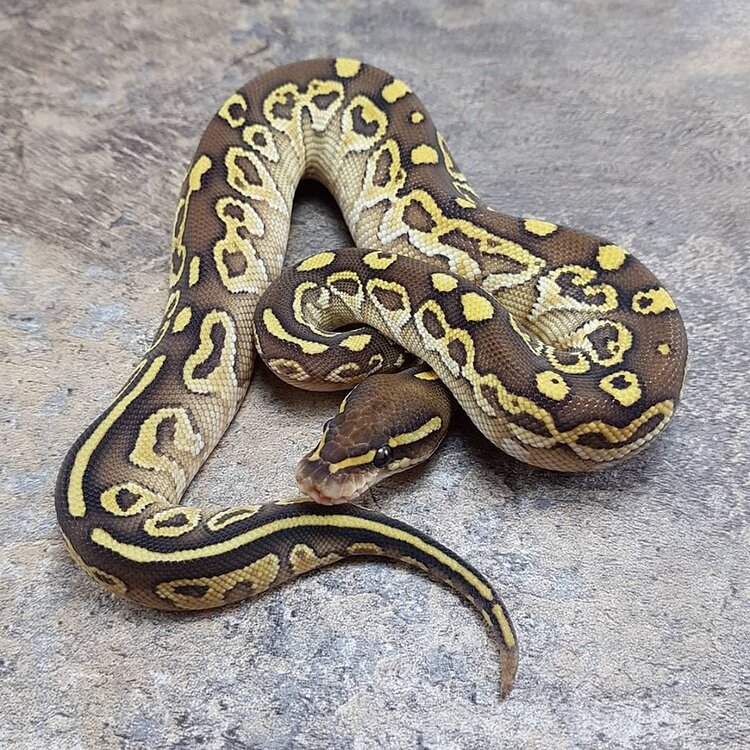 New HURRICANE projects :D - Ball Pythons - MorphMarket Reptile Community