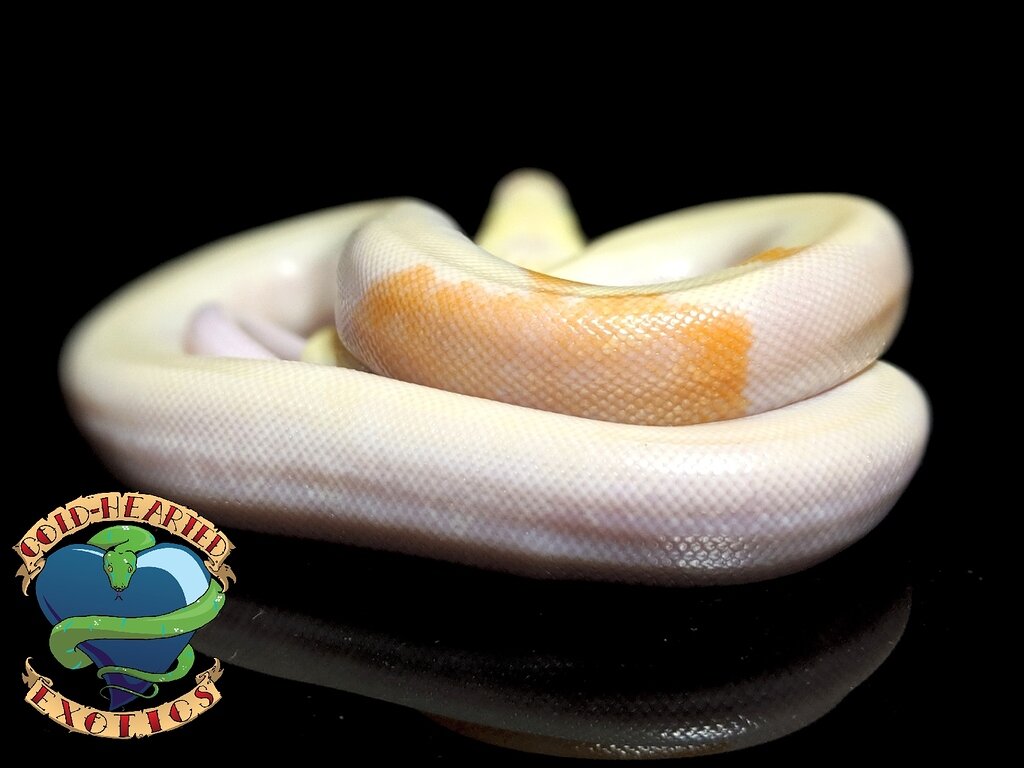 Exciting findings on Paradox inheritance! - Burmese Pythons ...