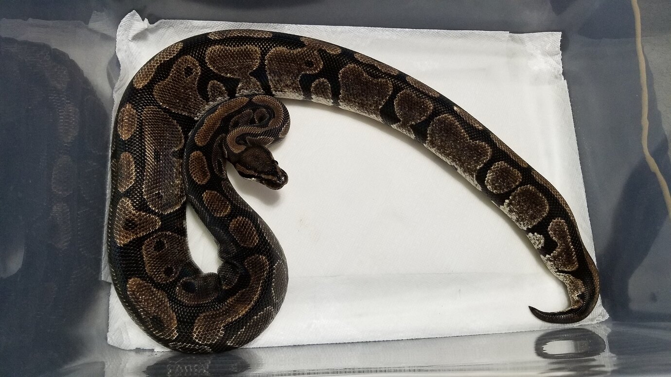 Welcome to the dark side! Show your dark morphs! - Ball Pythons ...