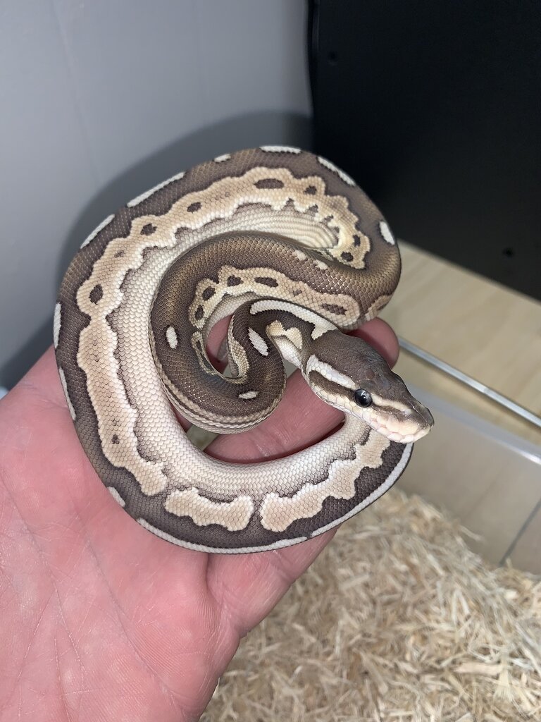 Need help from all you genetics wizards - Ball Pythons - MorphMarket ...