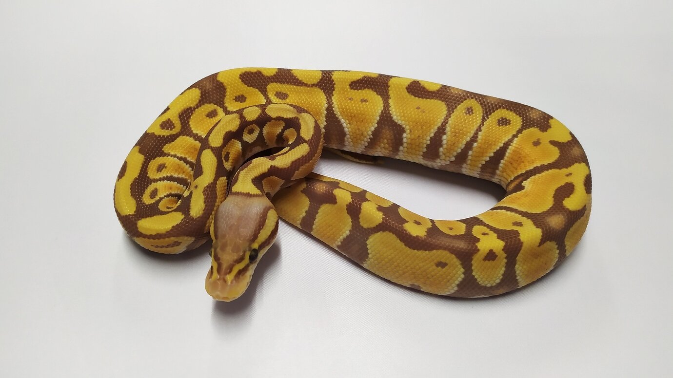 Ultramel Is Awesome - Ball Pythons - MorphMarket Reptile Community