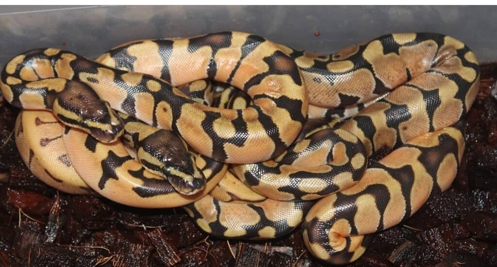 First 2019 Clutch - Ball Pythons - MorphMarket Reptile Community
