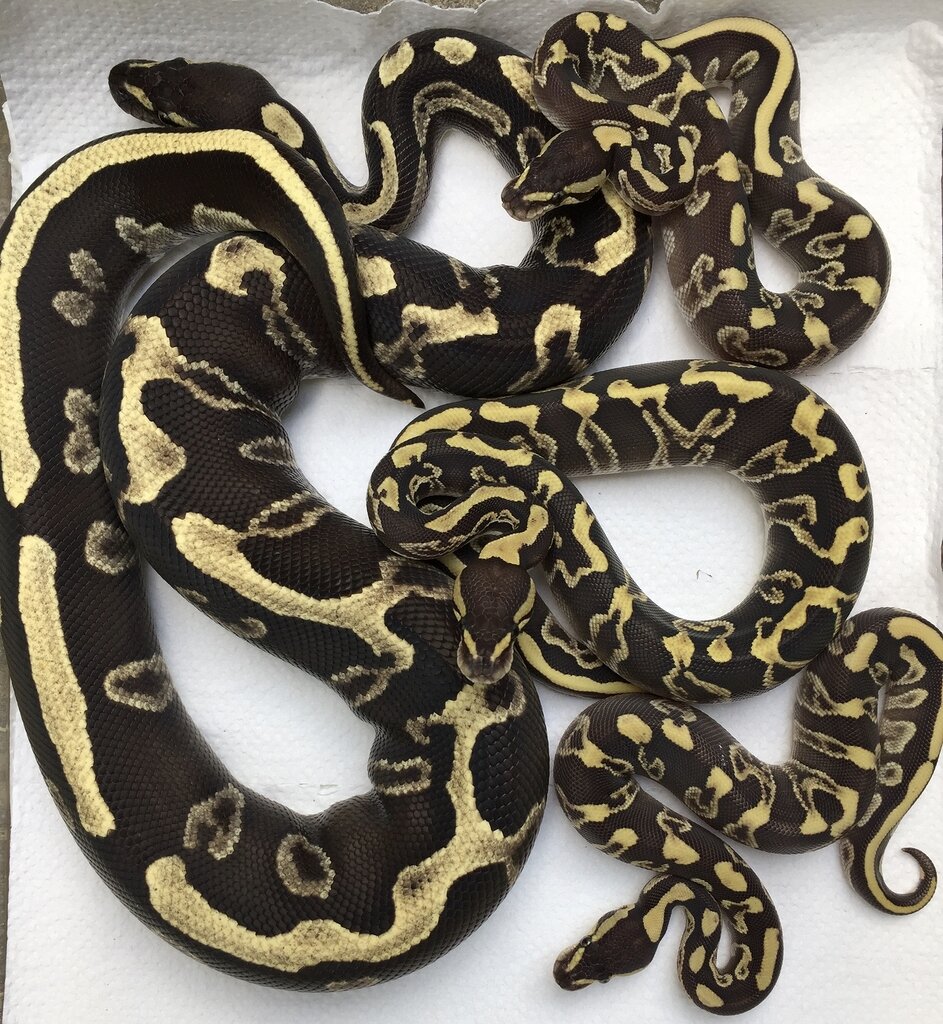 Leopard Ghi Mojave - dad and his het Puzzle offspring - Ball Pythons ...