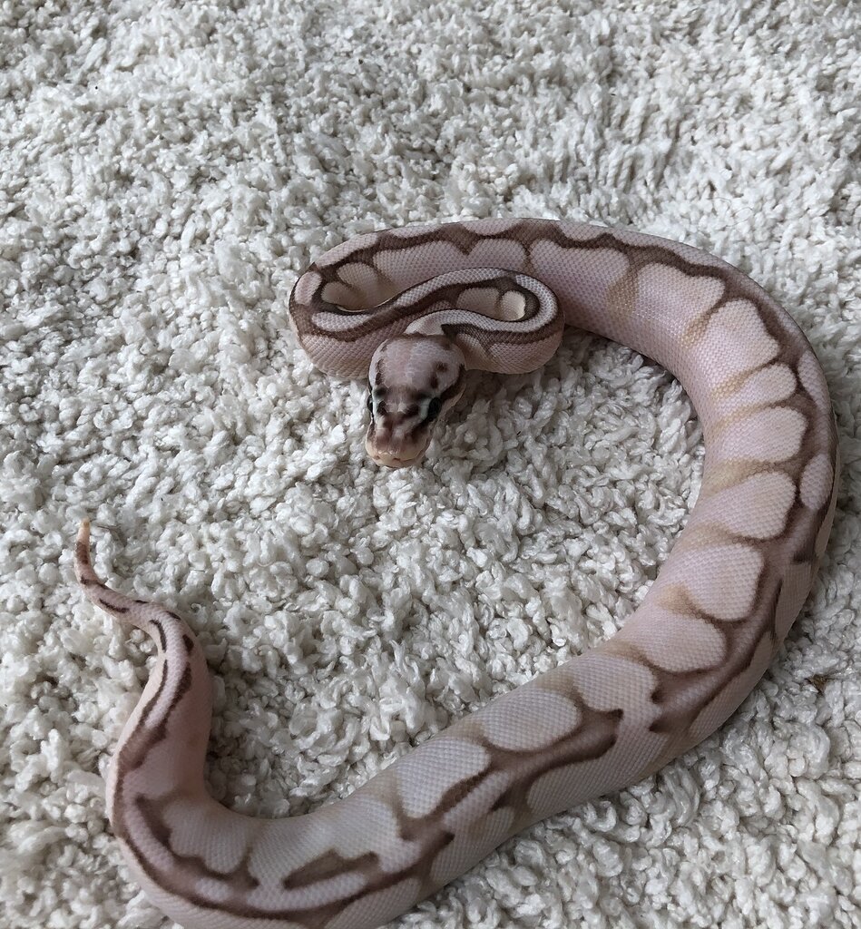 Morph ID help; Calibee Lesser? - Ball Pythons - MorphMarket Reptile ...