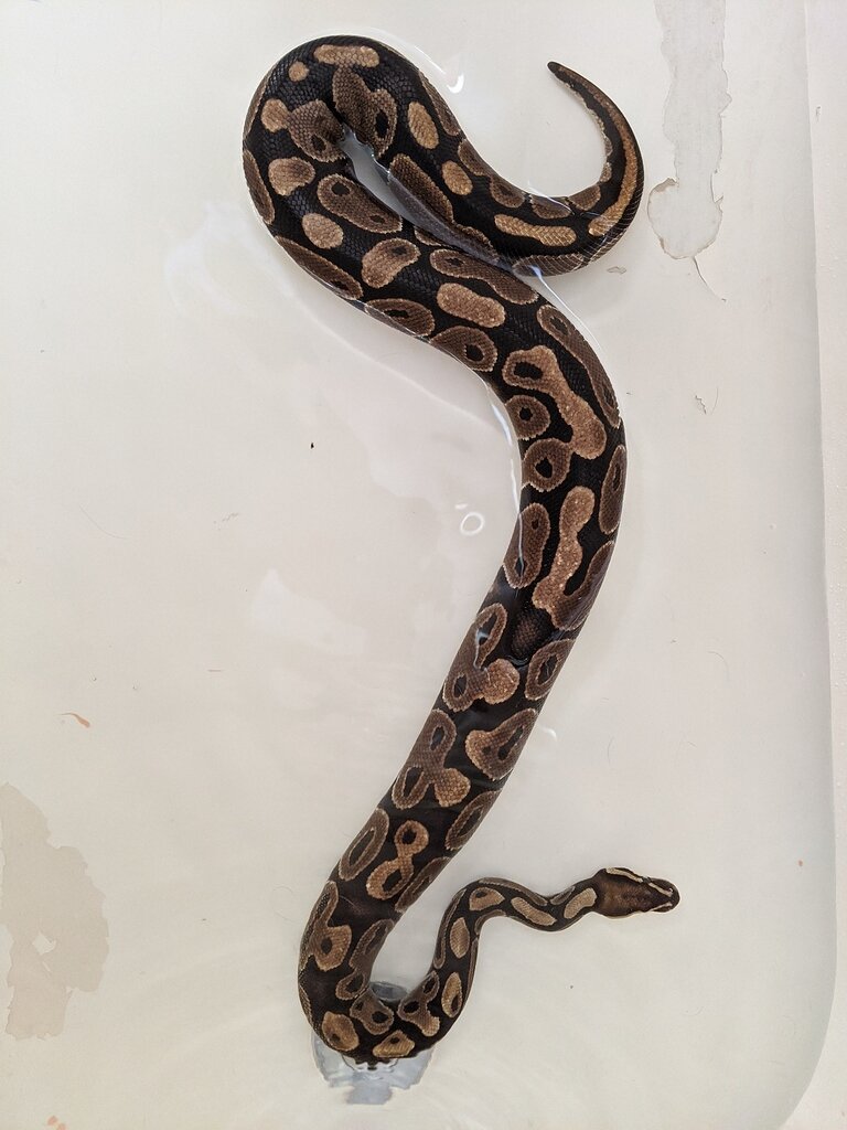 Normal or something else? - Ball Pythons - MorphMarket Reptile Community