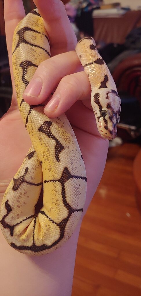 Help with my identifying girl - Ball Pythons - MorphMarket Reptile ...