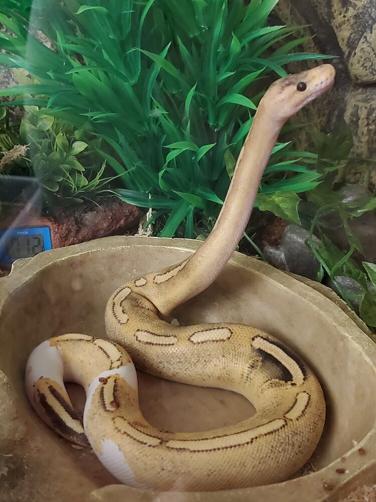 Retained eye cap worried - Ball Pythons - MorphMarket Reptile Community