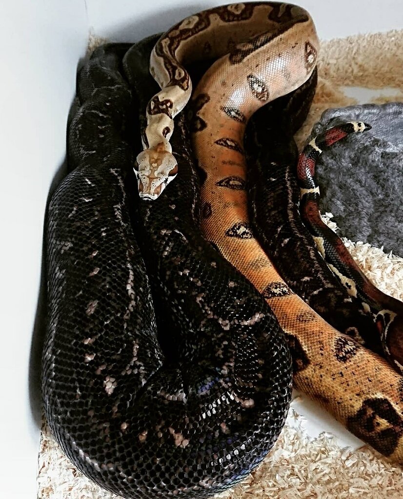 My first boa litter! Mandarin Belly jungle het Leopard x Sonoran ...
