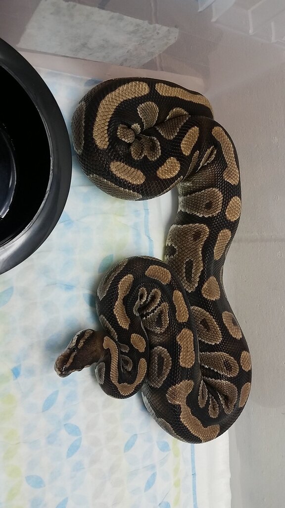 Help Identifying This Gal Please! - Ball Pythons - MorphMarket Reptile ...