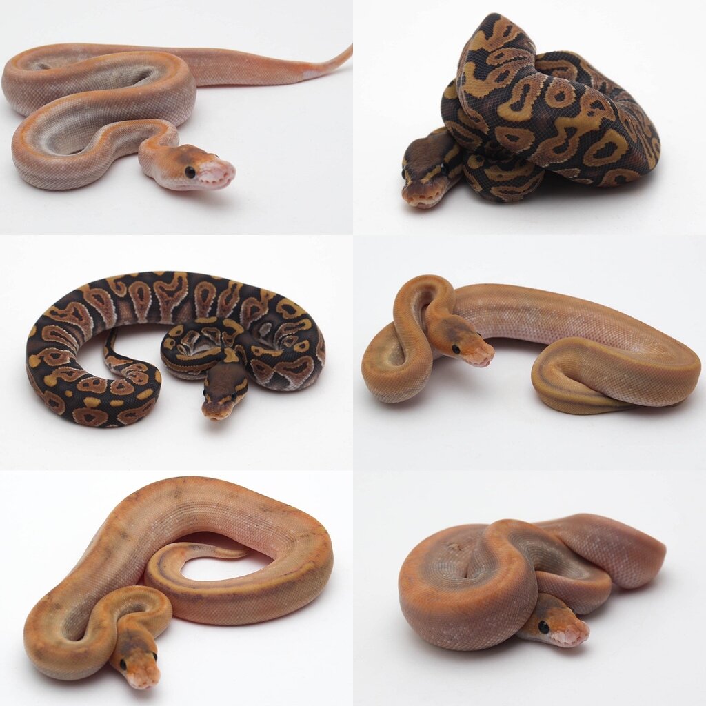 Really excited about this clutch! - Ball Pythons - MorphMarket Reptile ...