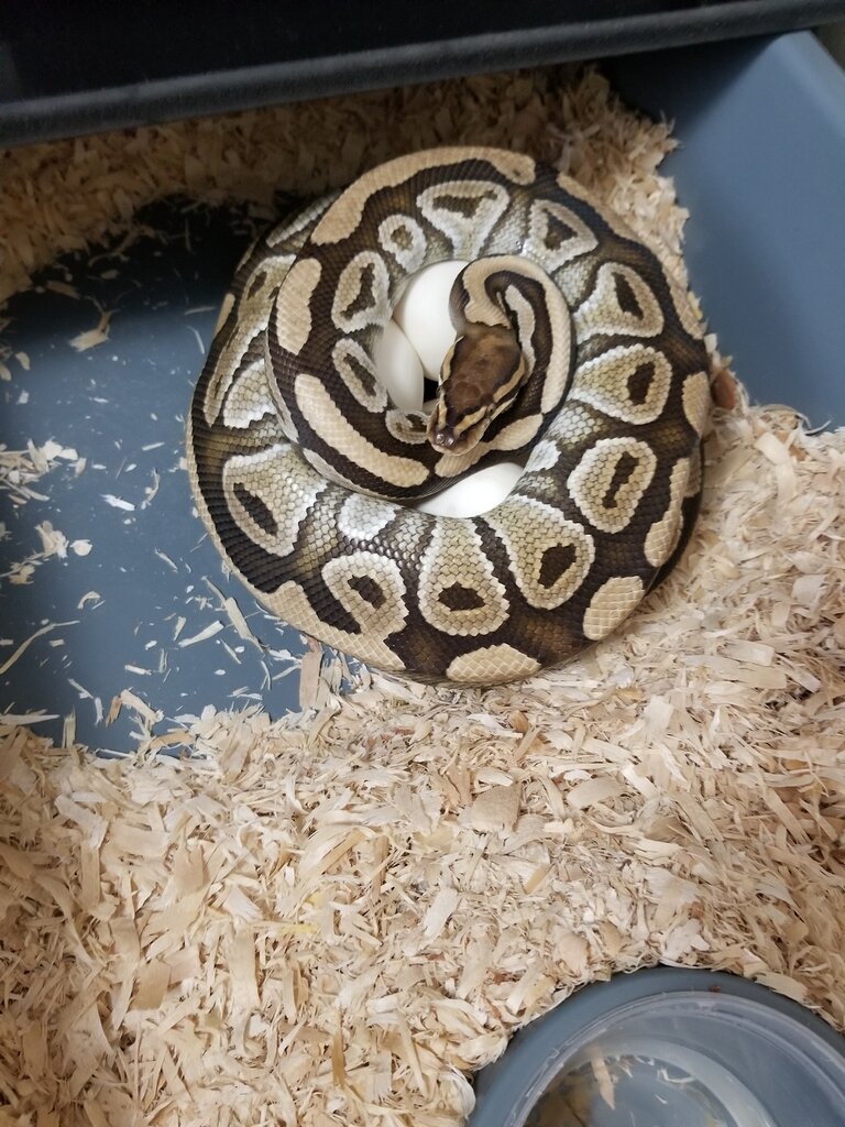 Last clutch of the year, possible worlds first in it! - Ball Pythons ...