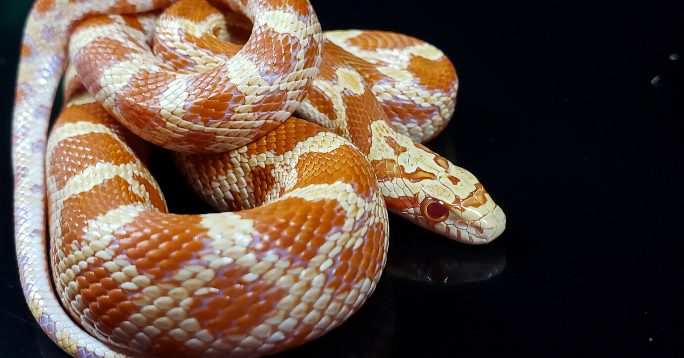 Sonoran gopher snake x corn snake hybrids - Corn Snakes - MorphMarket ...