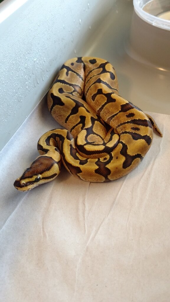 ID help or confirmation - Ball Pythons - MorphMarket Reptile Community