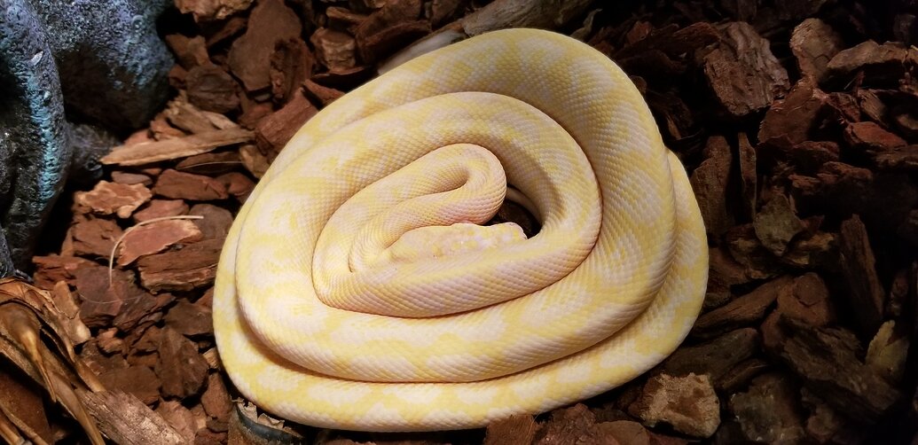 Lets see those Albino Carpets - Carpet Pythons - MorphMarket Reptile ...