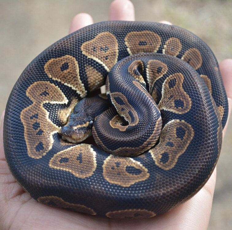 Anyone working with Mystic or Black Head? - Ball Pythons - MorphMarket ...