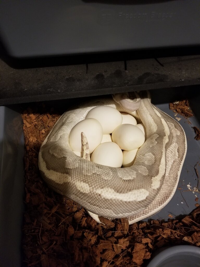 My first clutch! - Ball Pythons - MorphMarket Reptile Community